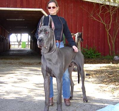 Great Dane dogs and puppies