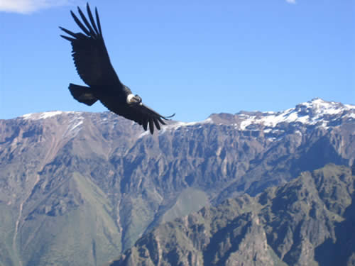 The Peruvian Backpacker - PerúEstilo.pe: The beautiful legend of the Condor