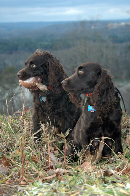 Gentleman's Boykin Spaniel Kennels
