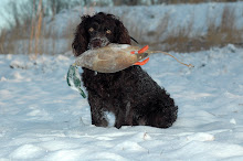 Gentleman's Boykin Spaniel Kennels