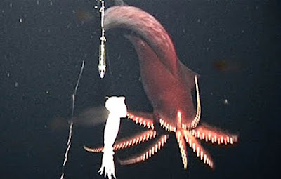 Mr. Tomasulo's Class: Monster Glowing Squid Captured on Video