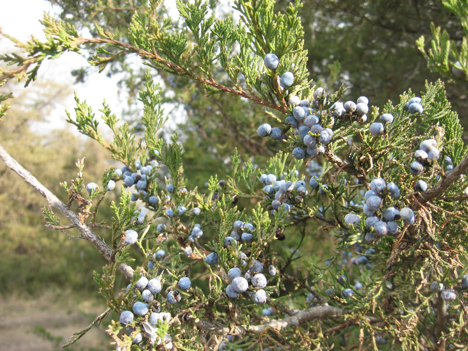 Warren's Blog: Nov 23, 2009