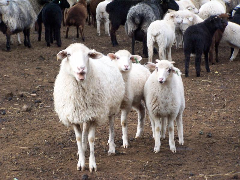 Benefits of Goat Blood | Health is a Beautiful