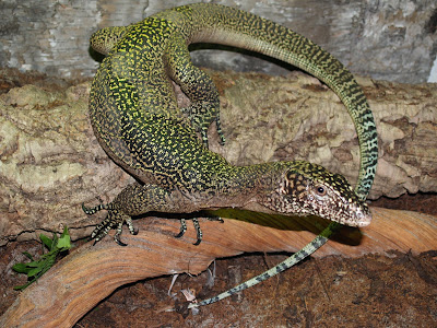 amfireb-info: Varanus doreanus orange spotted