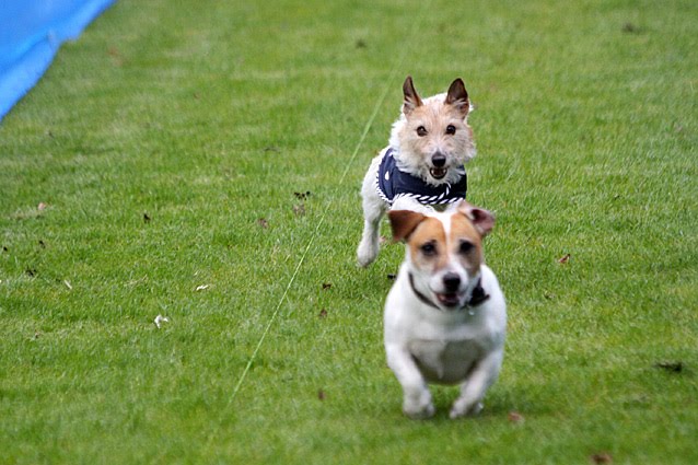 Indian Dog Kaya-Kiani: Jack Russel Race