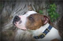 Prairie Pit Bull Rescue Society