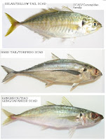 Team Angling Addicts ( AA ): SELAR OR KEMBONG