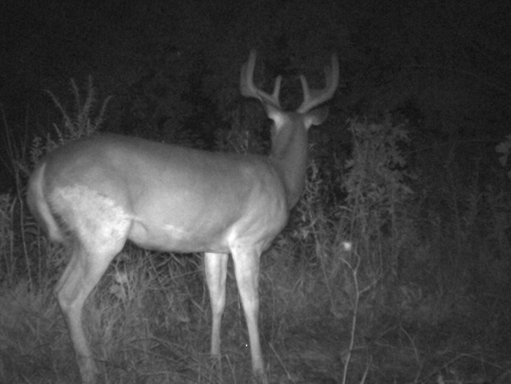 Herman Brothers Blog: Deer Trail Camera Whitetail Buck Pics 2010