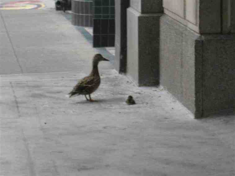 A True Duck Story from Edmonton, Alberta.: A True Duck Story from ...