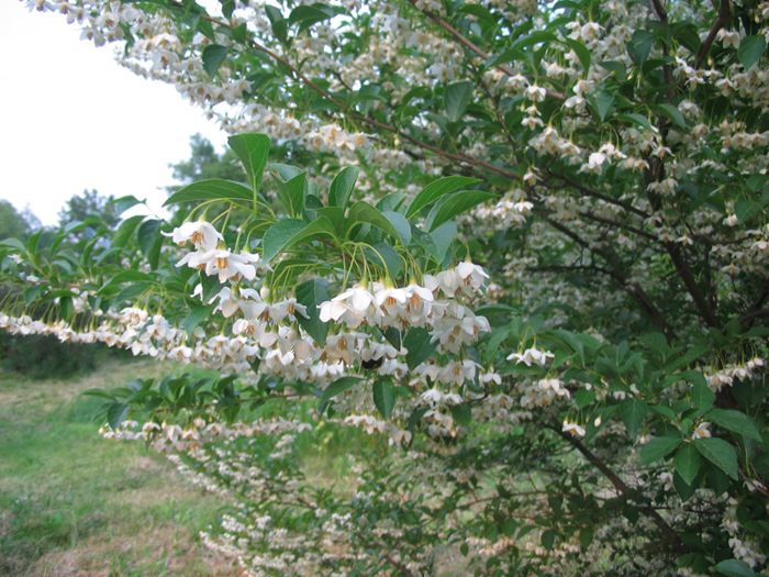 The latest dirt from my garden: Spectacular Snowdrops on a Branch