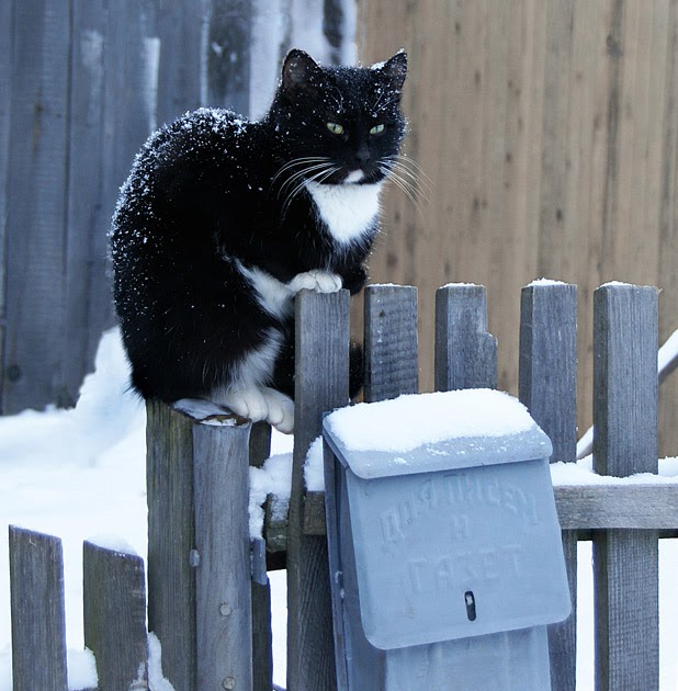 True Book Addict...Books, Cats, and More: Mailbox Monday (or shall we ...