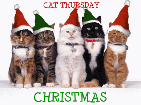 True Book Addict...Books, Cats, and More: CAT THURSDAY (CHRISTMAS)