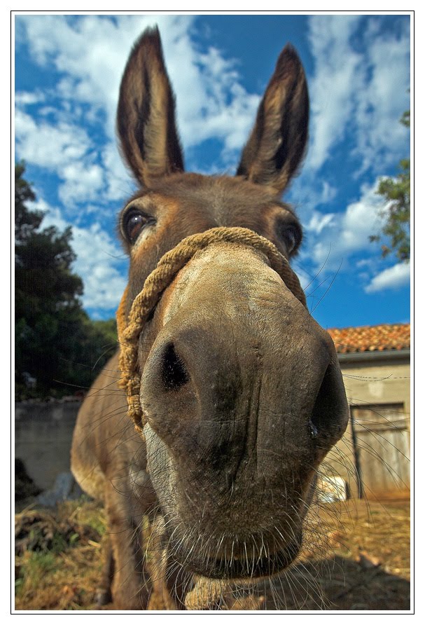 Toscana Curiosa: Il ciuco di Toscana