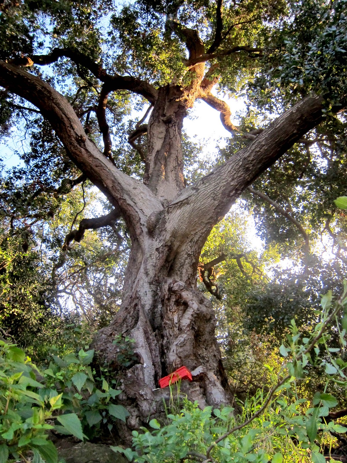 The Japanese Umbrella: The Giving Tree
