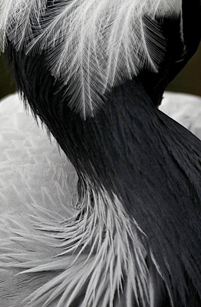 Ann Miles Blog: Feathers