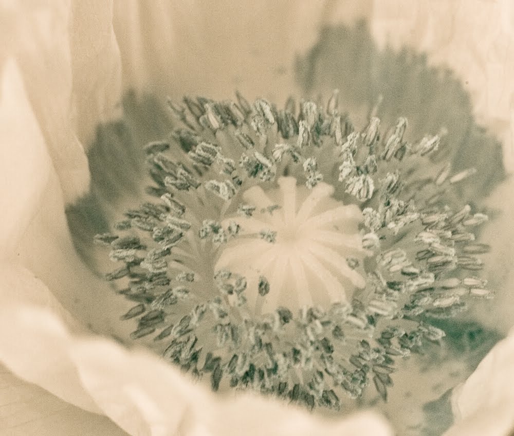 Ann Miles Blog: Garden Flowers by Infrared