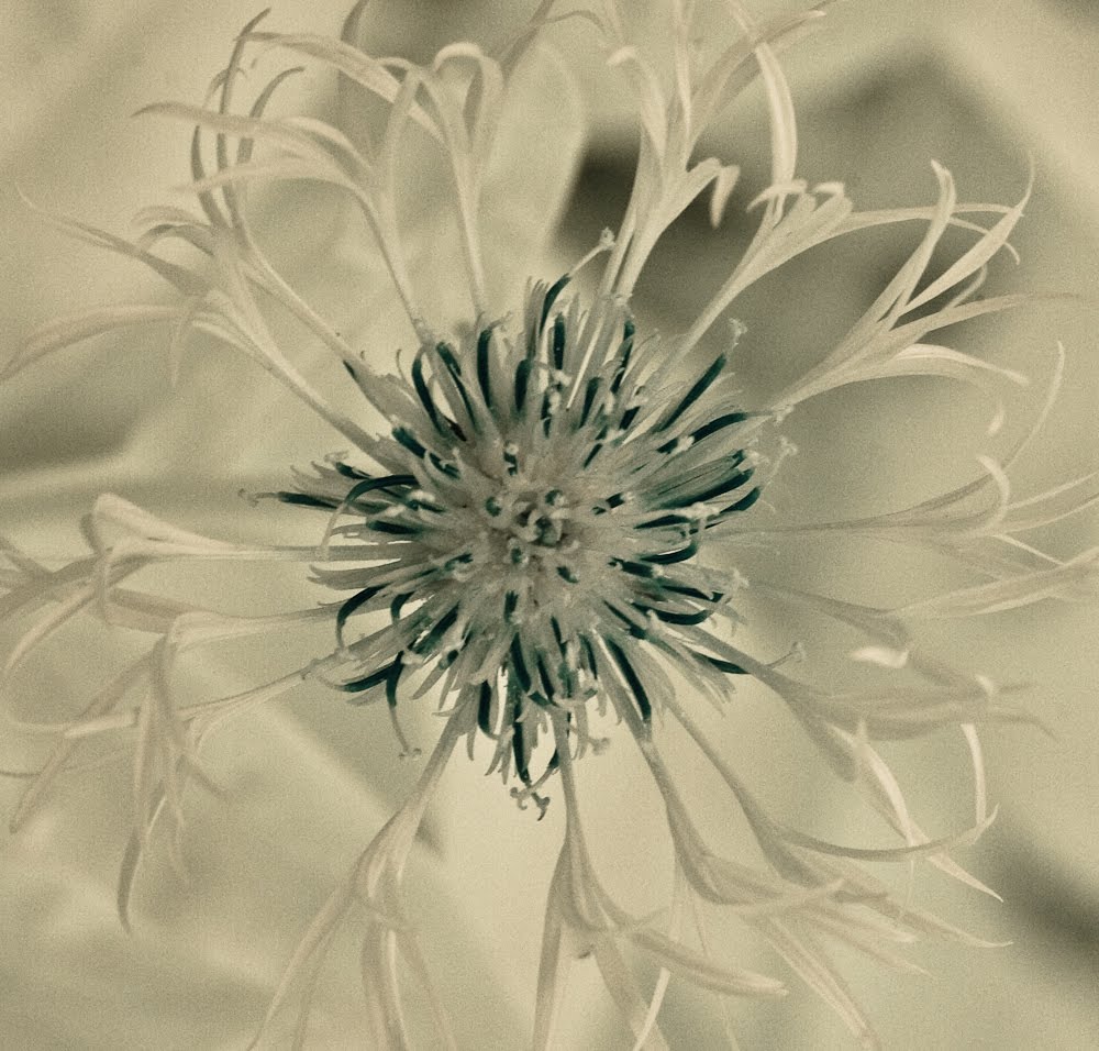 Ann Miles Blog: Garden Flowers by Infrared