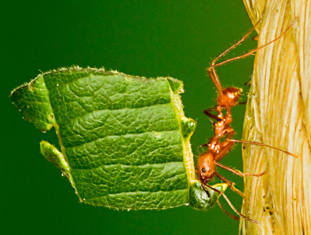 Ann Miles Blog: Leaf-cutter ants