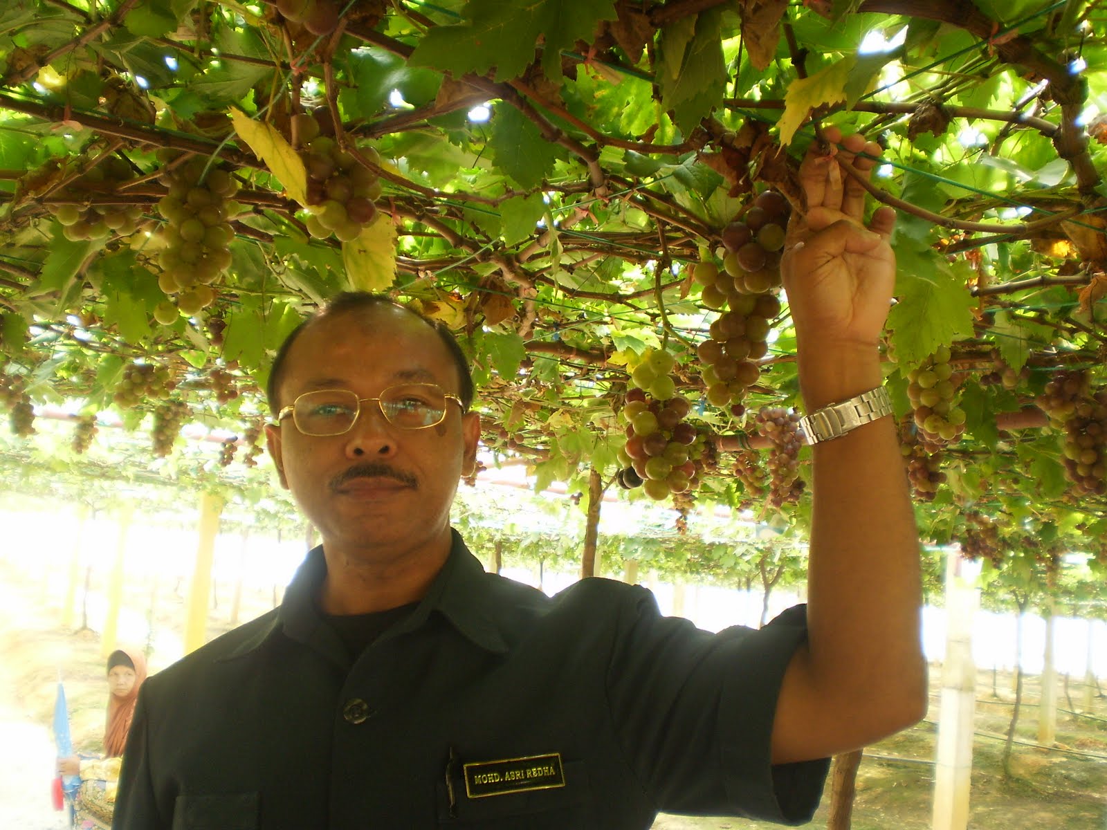 SEMANGAT JATI PETASIK: BETULKAH LADANG ANGGOR TERBESAR DIKEDAH ADA DI SIK