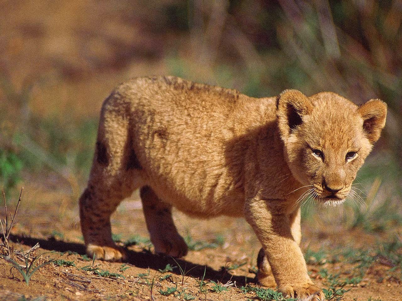 Funnnnnnny WalPapErZ: Beautiful Wild Animals Wallpapers