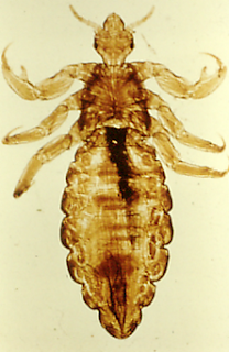 Image Challenge 12: Identify the given Insect | iNVISIBLE YET iNVINCIBLE