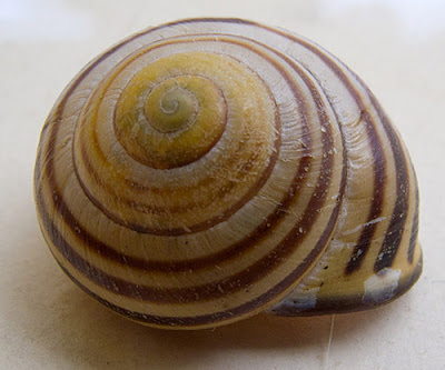 Land Snails and Slugs of Pennsylvania and New York: Cepaea nemoralis ...