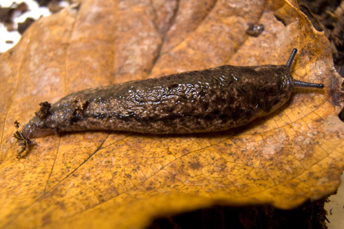 Land Snails and Slugs of Pennsylvania and New York: Philomycus ...