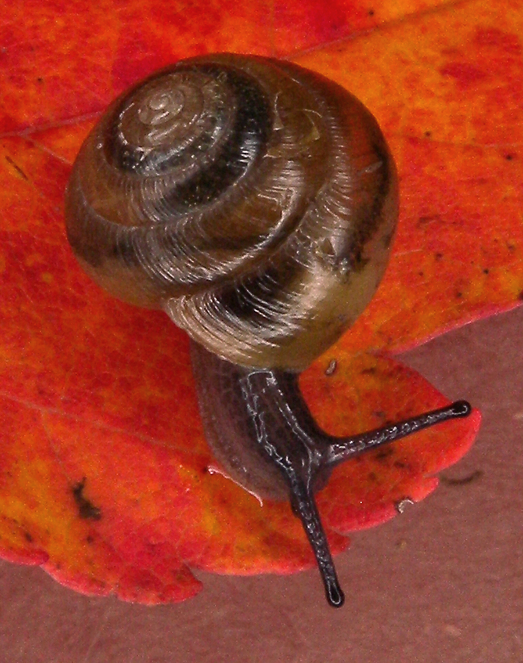 Land Snails and Slugs of Pennsylvania and New York: Ventridens ligera : Globose Dome