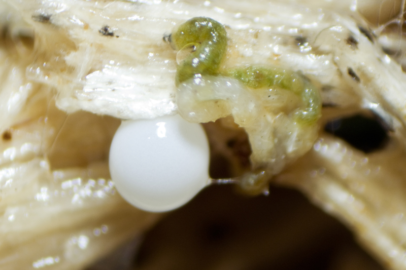 Land Snails and Slugs of Pennsylvania and New York: Discus ...