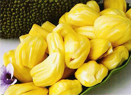 Jack Fruit Basics