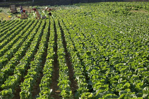 Cabbage Cultivation: Cultivation Practices for Cabbage