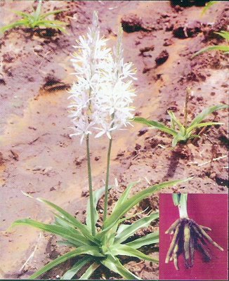 Medicinal Plant - Musli (chlorophytum spp.): Safed Musli History