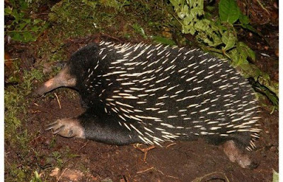 aster's collection: part 3 - The weirdest animals on planet Earth