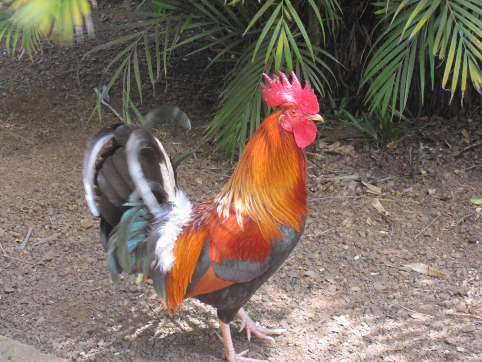 Chapman Family: Roosters? Really?