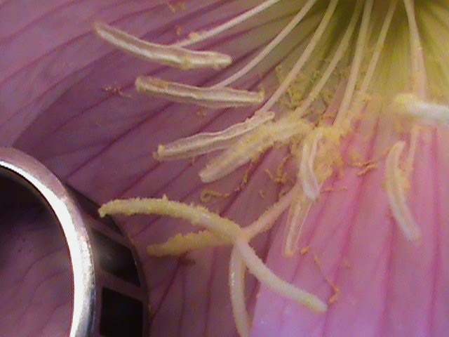 The Adventures of AP Bio: Anther and Filament of Stamen