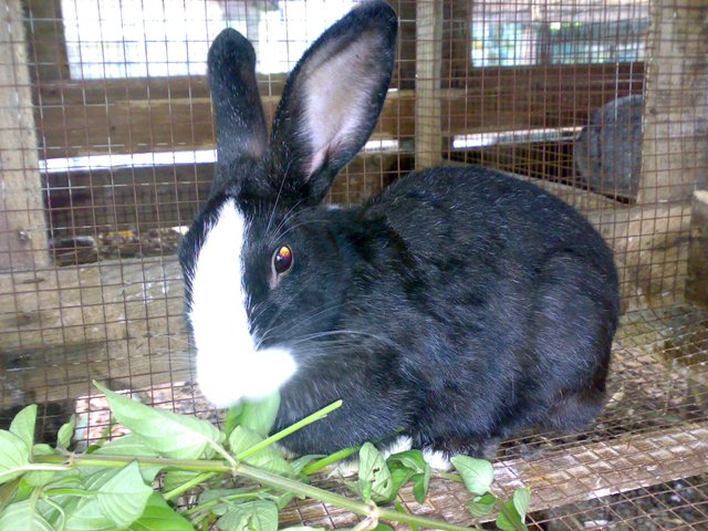 Penternak Arnab di Melaka: Arnab Suka Rumput Israel