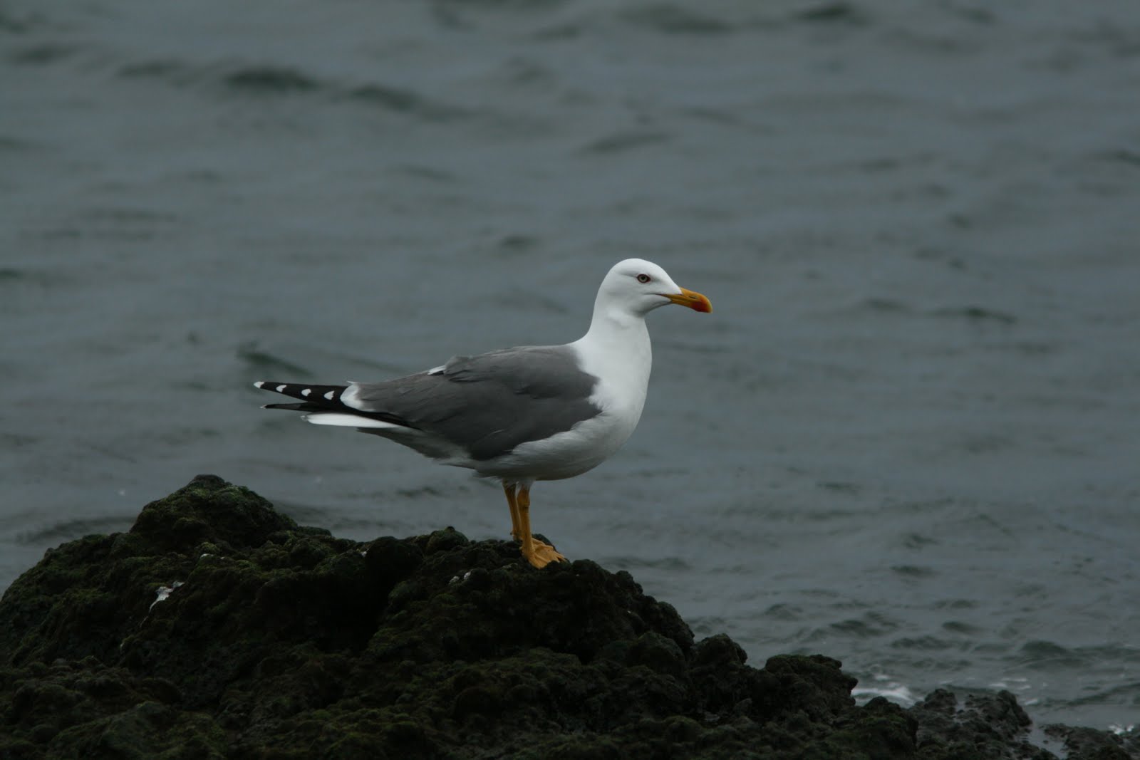 Non-stop Birding X: ADULT AZOREAN GULL