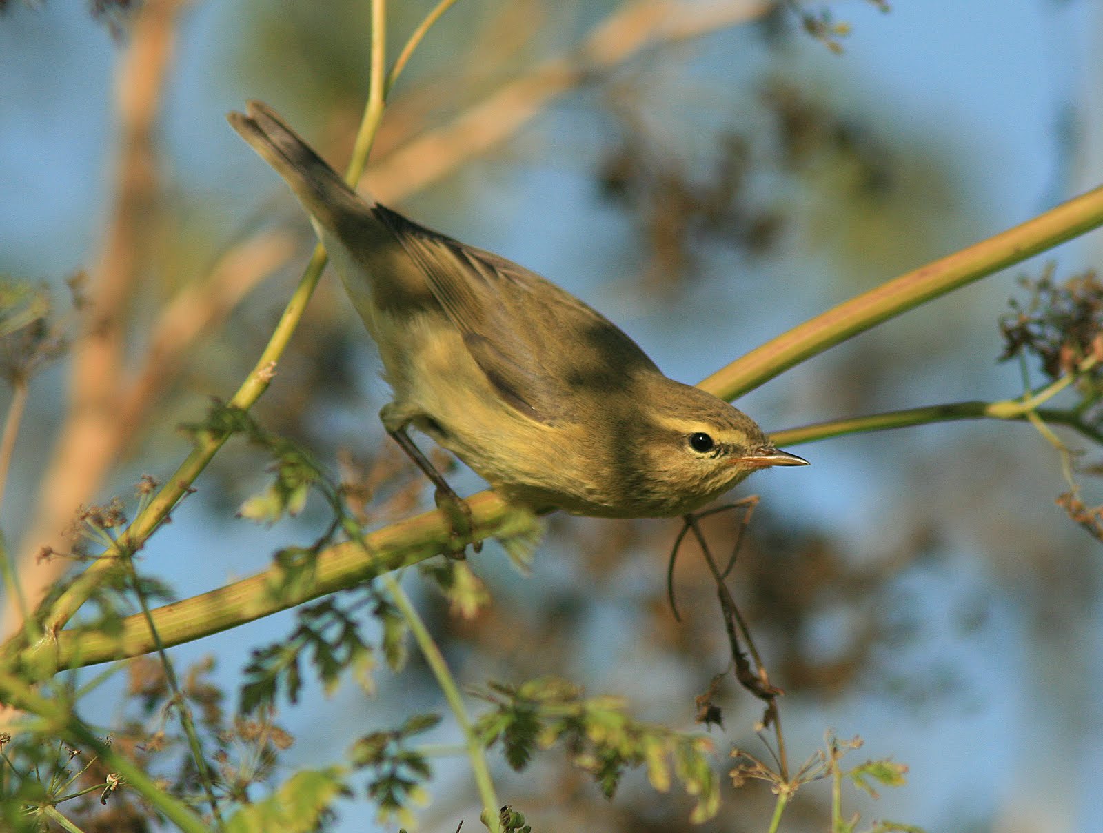 Non-Stop Birding: Just love Willow Warblers