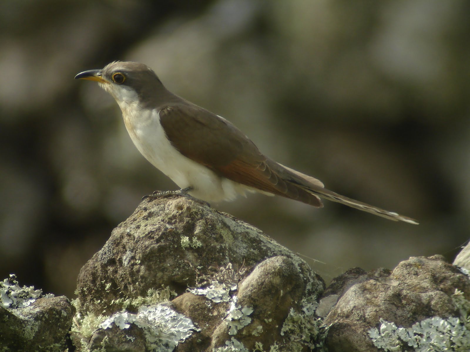 Non-Stop Birding: THE AZORES