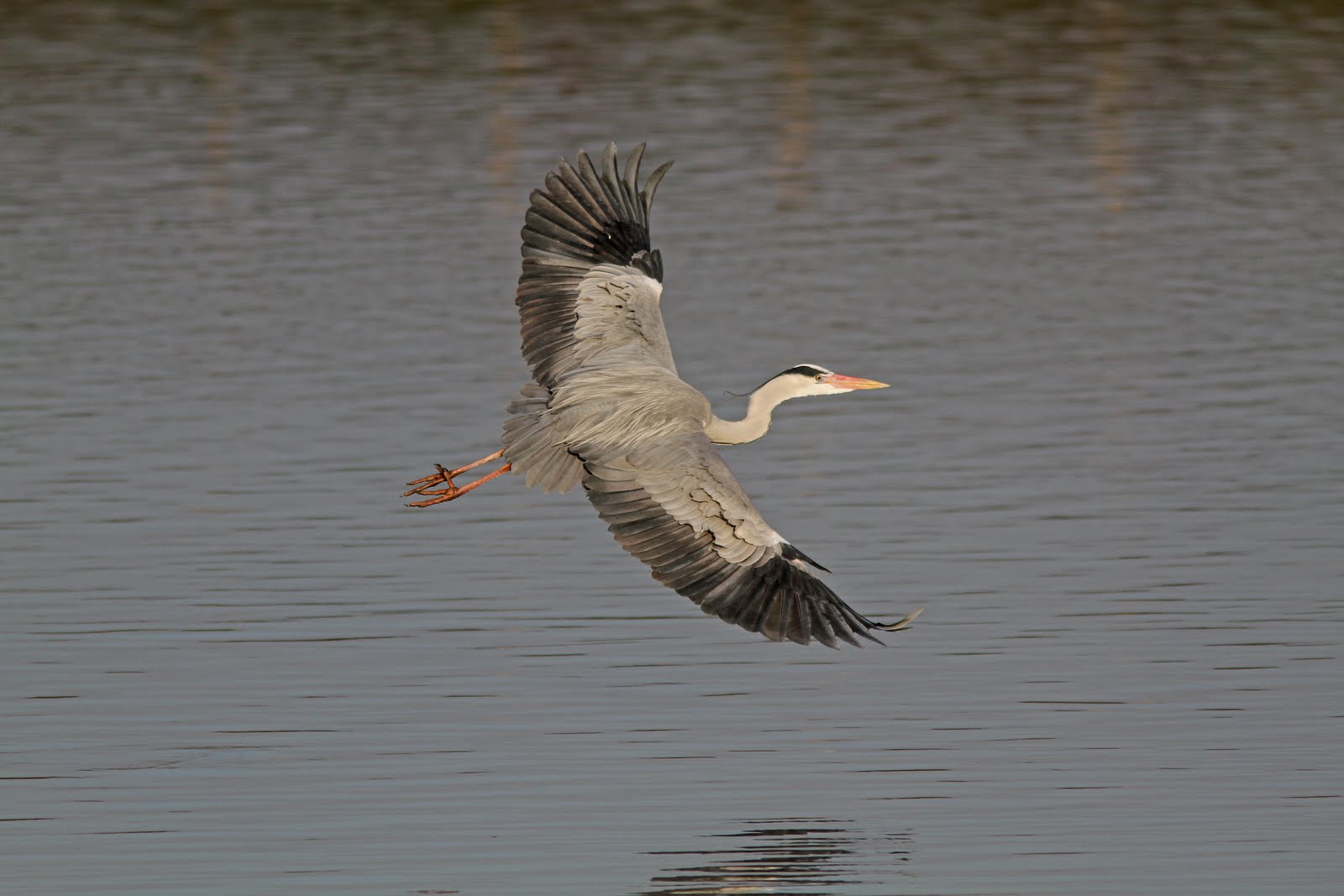Non-Stop Birding: Gulling at the Farm