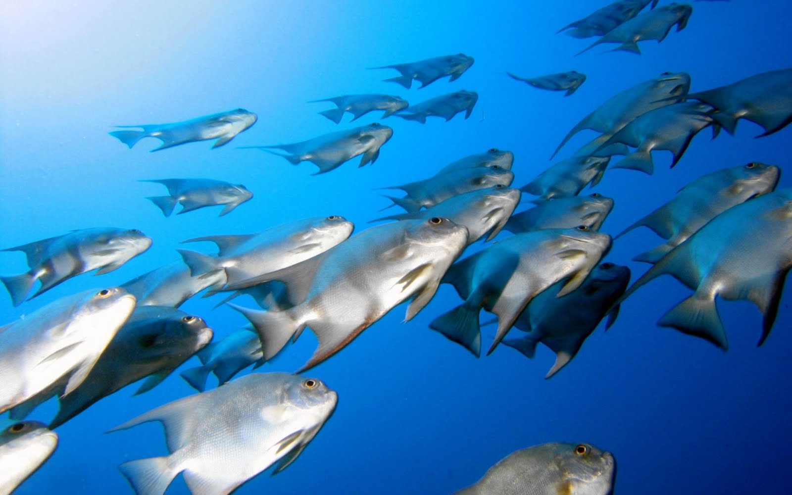 Fish Swimming Speed - Wallpapers