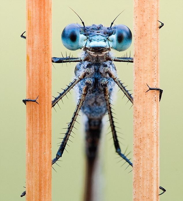 John Hallmin Eye Bugs | DSLR Imagery