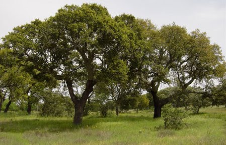 FernandoJOntiveros: Los encinares.