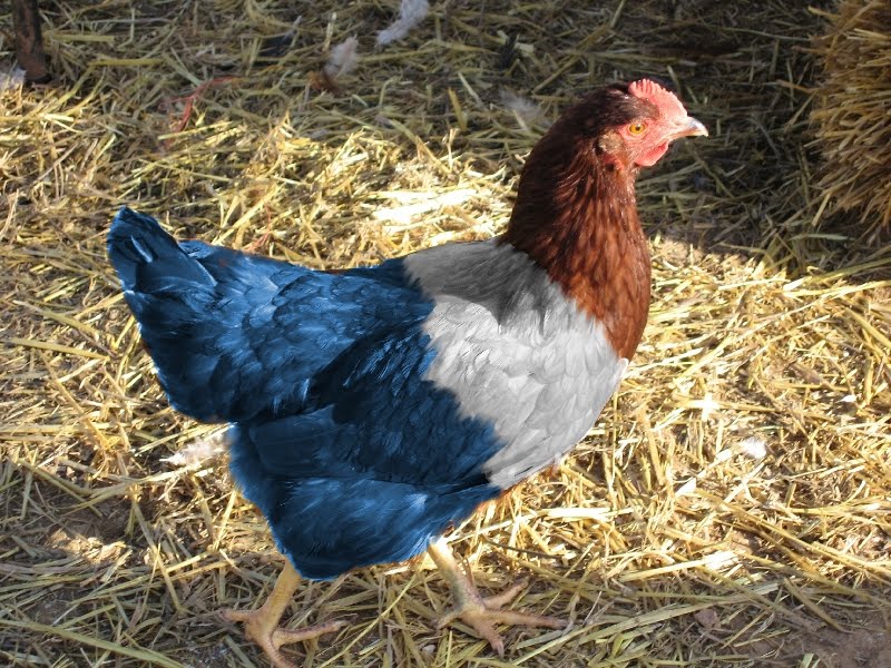 Why are some chickens yellow skinned and some white?