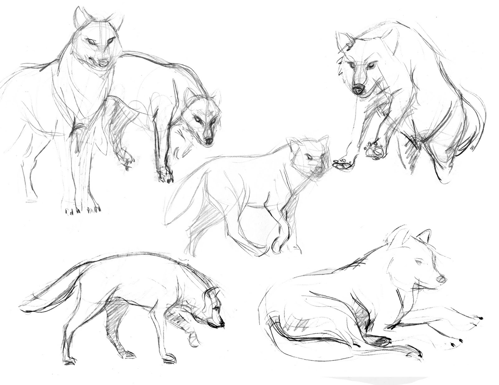 de Fato's Animation Blog: Wolf Sketches