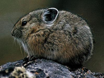 Snailia: My new favorite animal: the pika!