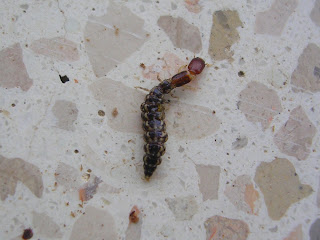 Mundo de Insectos