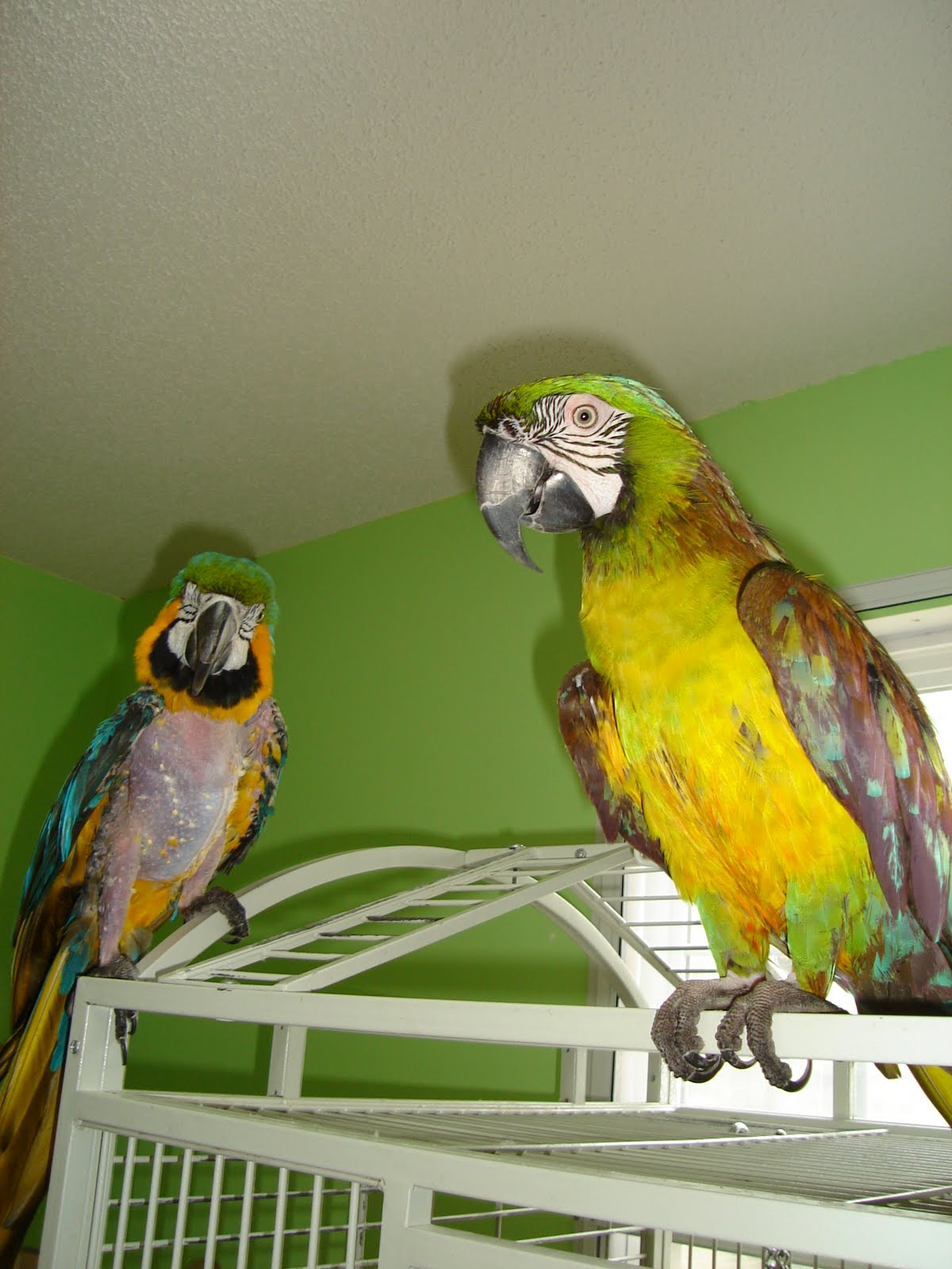Parrots-R-4ever Avian Rescue and Sanctuary