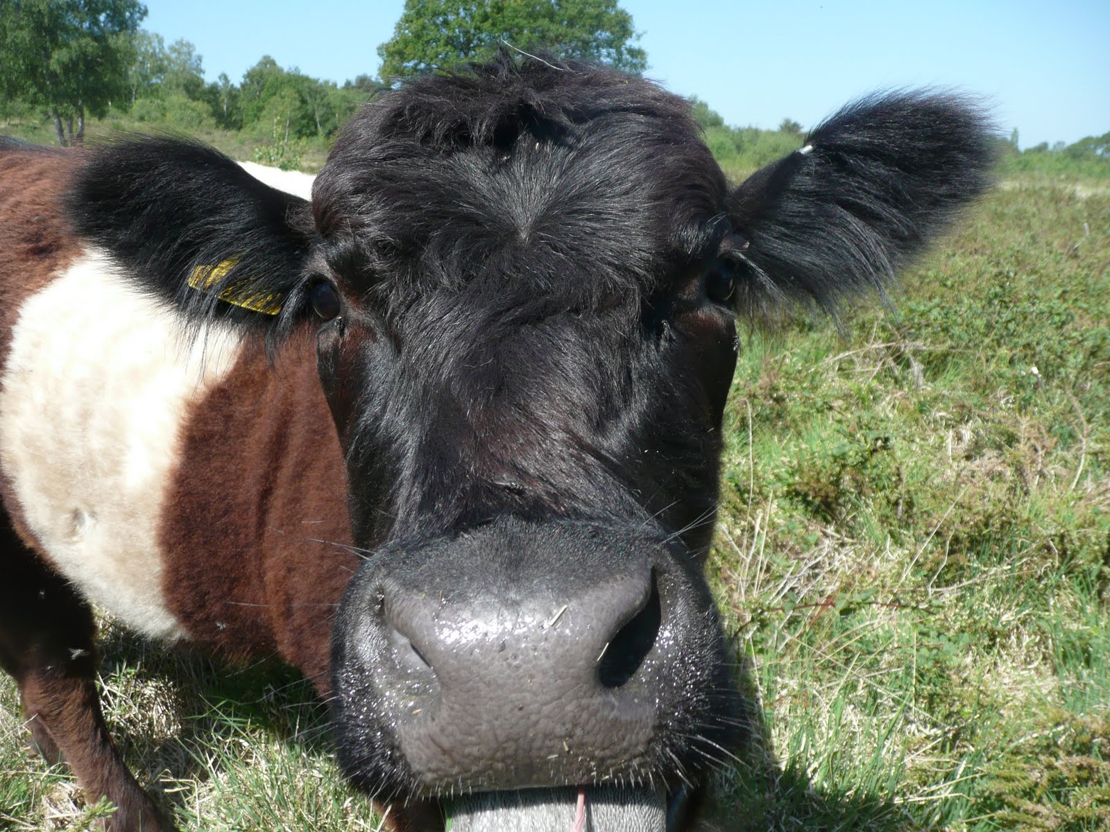 Hart Countryside Service