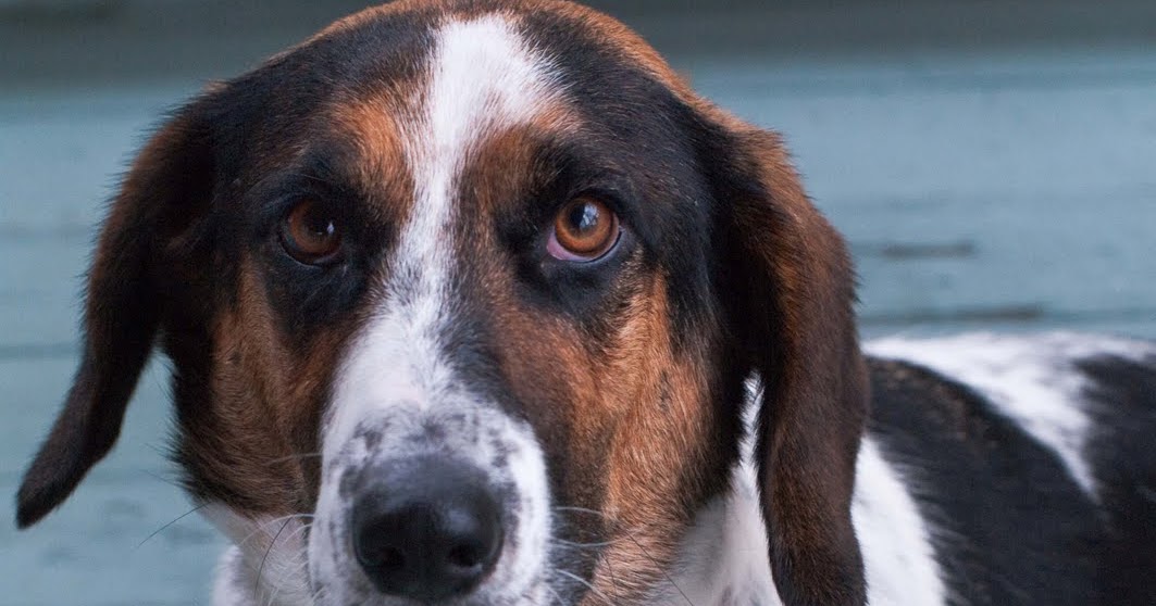 crap management: Bassador